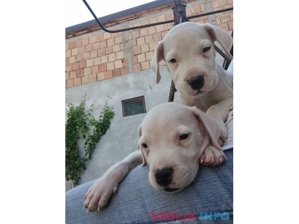 Dogo argentino prelepi štenci