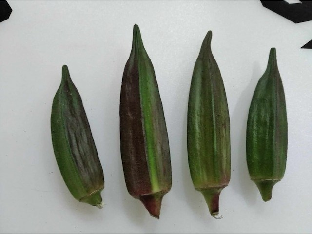 Bamija okra purpurno zelena 100 semena