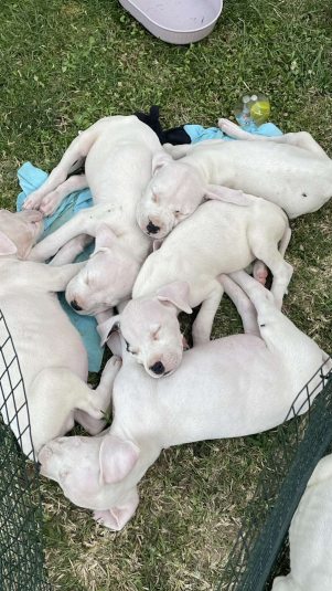 Dogo argentino štenci Srbija