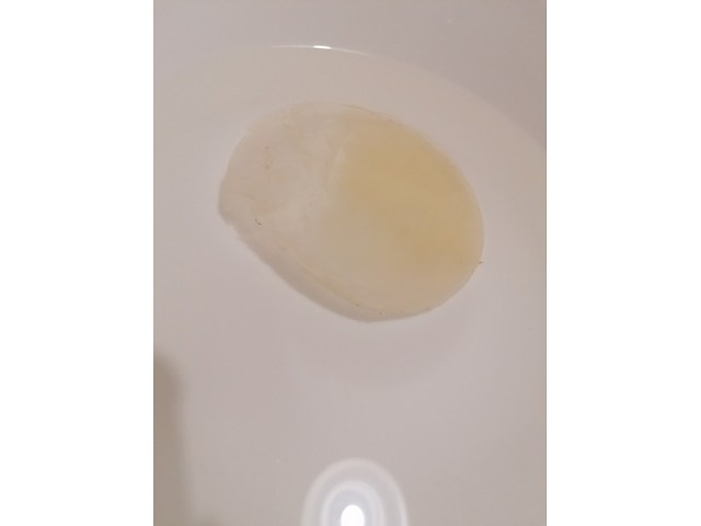 Kombucha SCOBY - Kombuha gljiva