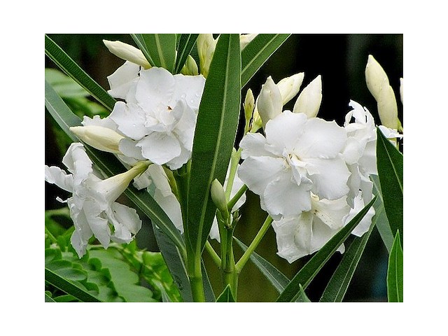 BELI OLEANDER - DUPLI CVET - SADNICA