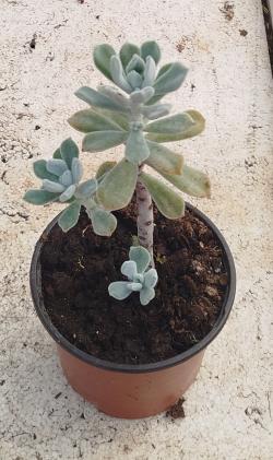Eševeria elegans