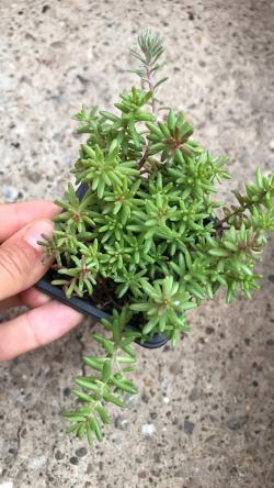 Sedum album