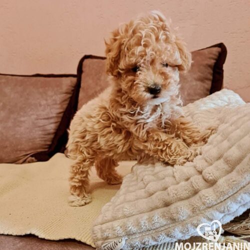 Maltipoo štenci
