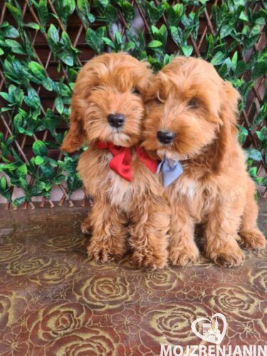 Labradoodle prelepi štenci