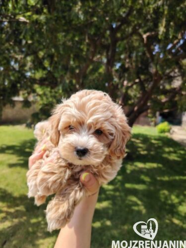 Maltipoo štenci