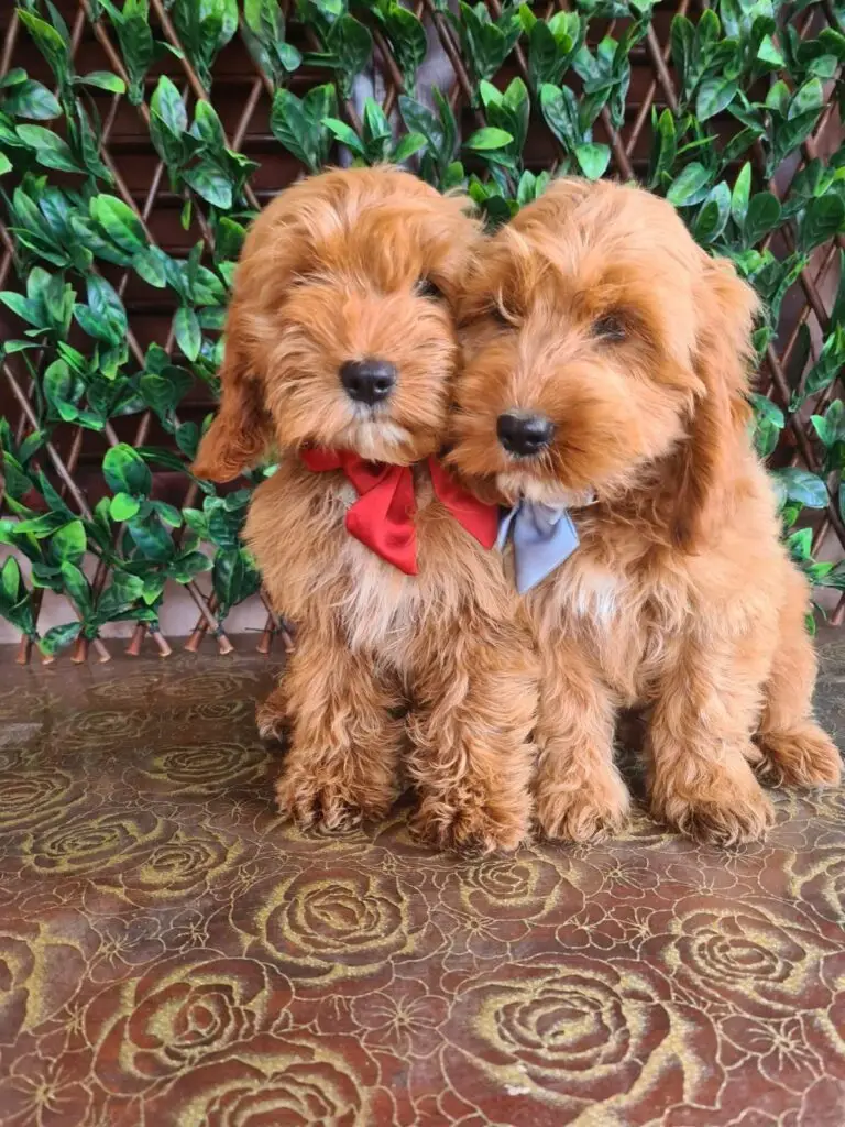 Labradoodle prelepi štenci