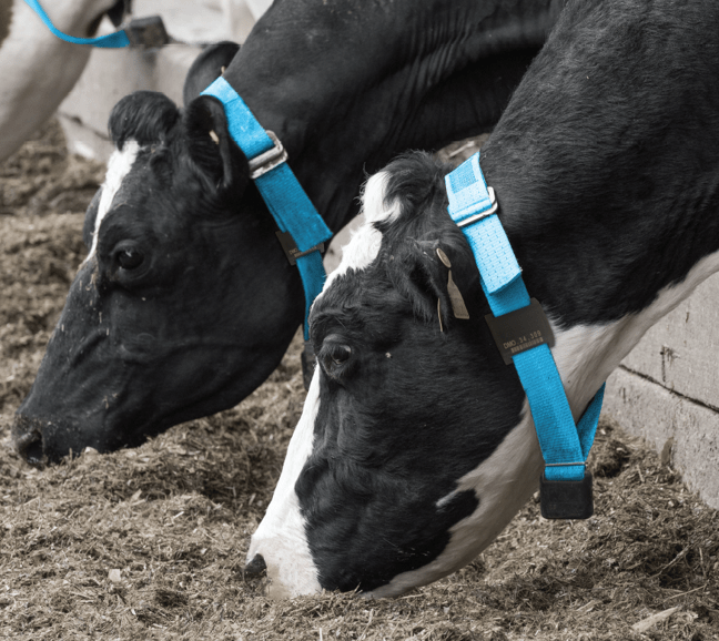 Afimilk® Silent Herdsman