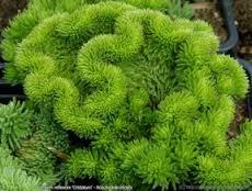 Sedum reflexum