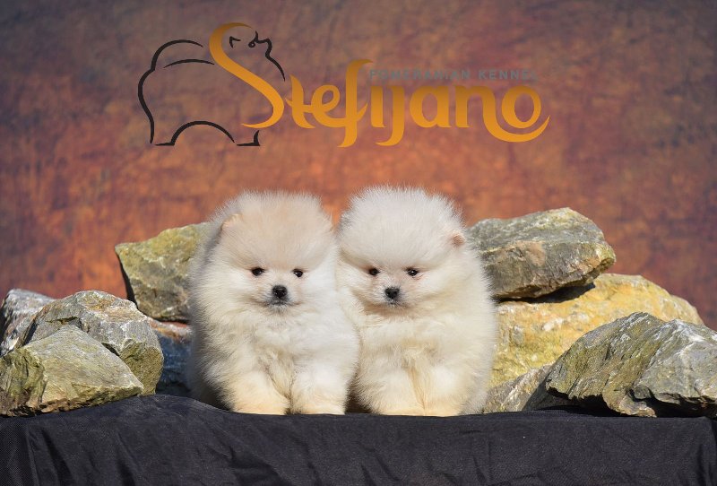 Pomeranac BOO medvedići, Pomeranski Špic štenci
This site asks for consent to use your data
Manage your data
Confirm our vendors
