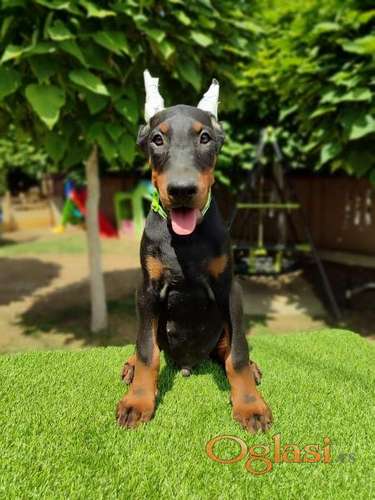 Doberman mužijaci
