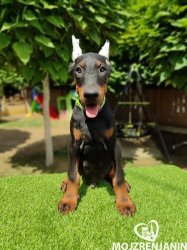 Doberman mužijaci