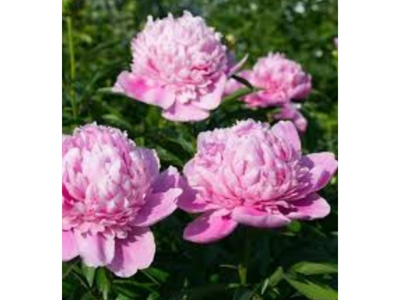 Roze bozur