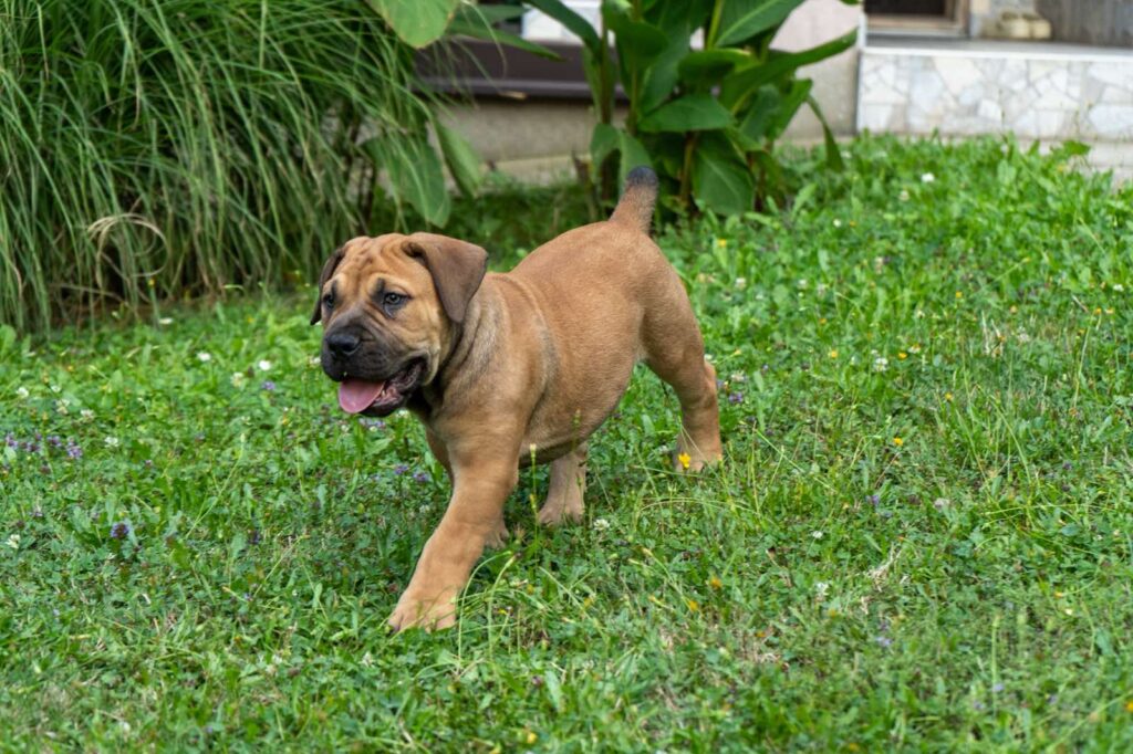 Južnoafrički mastif – Boerboel štenci