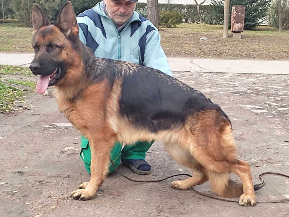 Rezervacija štenadi NEMAČKOG OVČARA