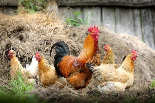 Pilici, kokoske, petlovi
