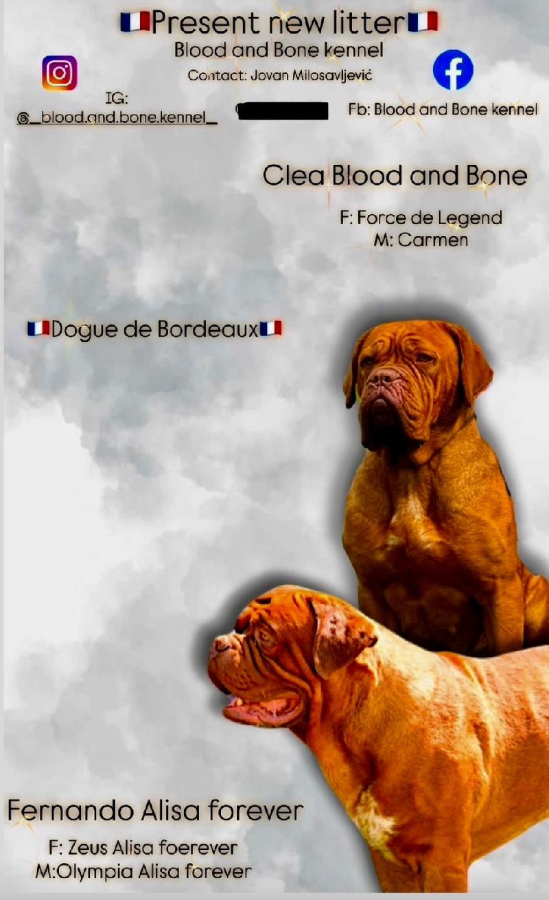 Dogue de Bordeaux štenci