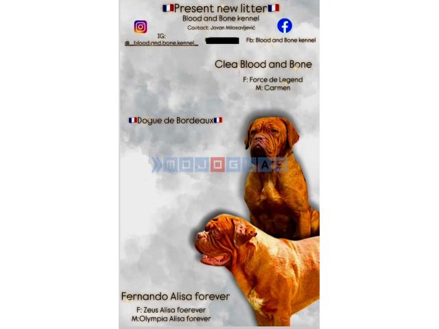 Dogue de Bordeaux Bordoška Doga štenci