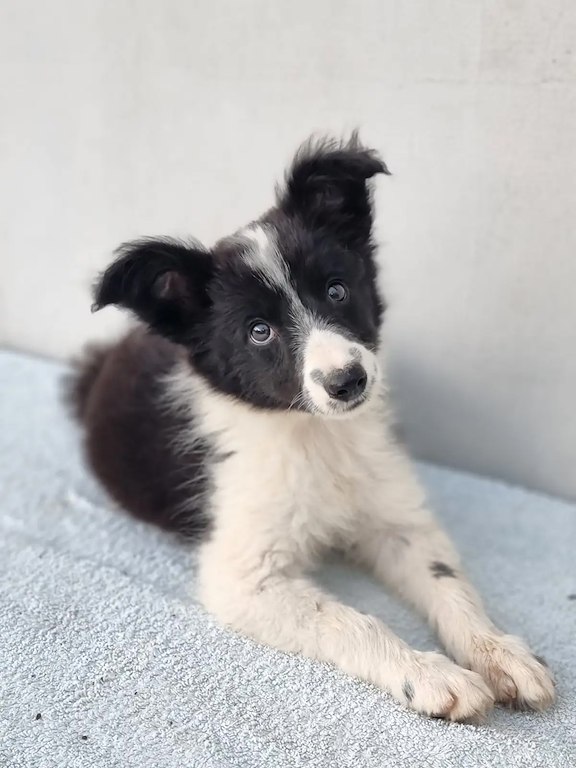 Border Collie štenci
