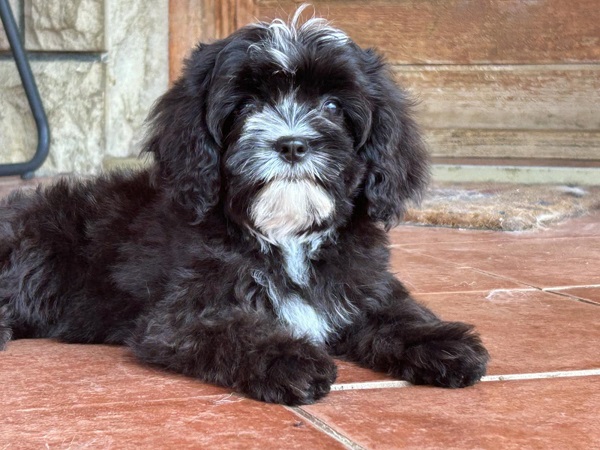 Slobodni štenci CAVAPOO