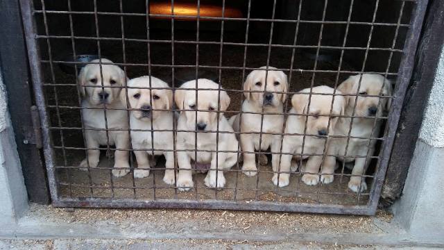 Labrador Retriver štenci