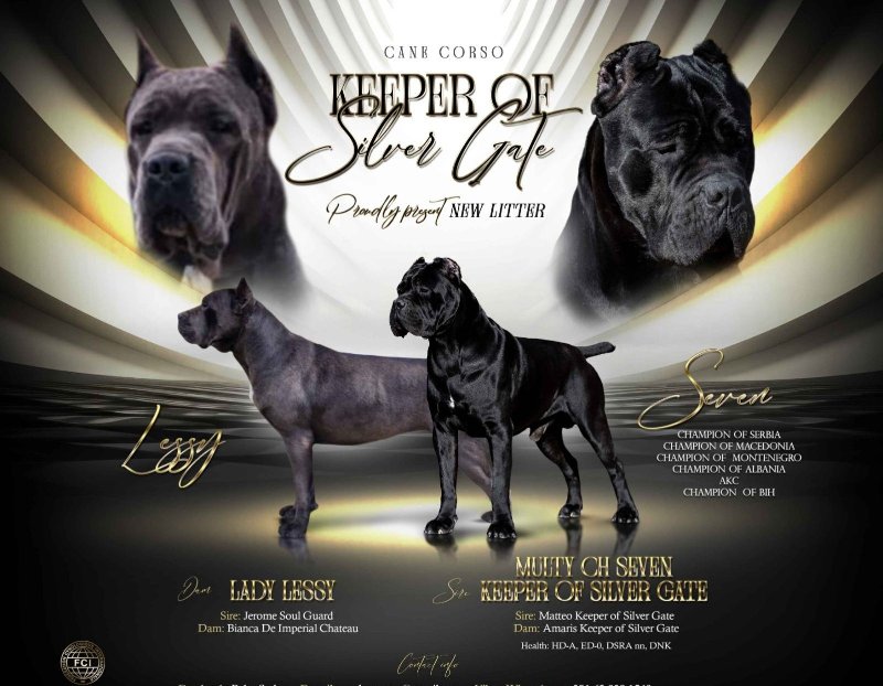 Cane corso prelepi stenci