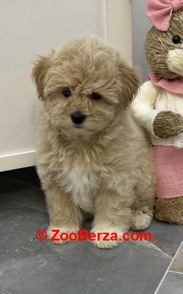 Maltipoo vrhunske genetike