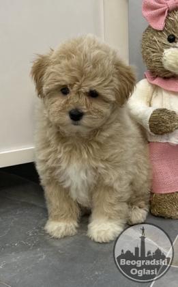 Maltipoo vrhunske genetike