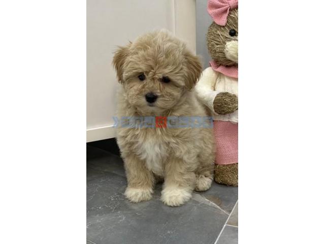 Maltipoo vrhunske genetike