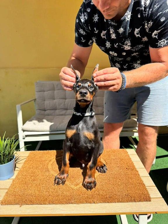 Doberman stenci
