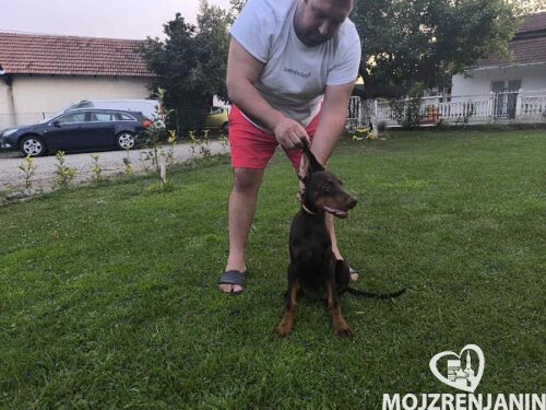 Stenci dobermana
