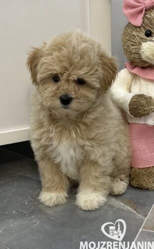 Maltipoo vrhunske genetike