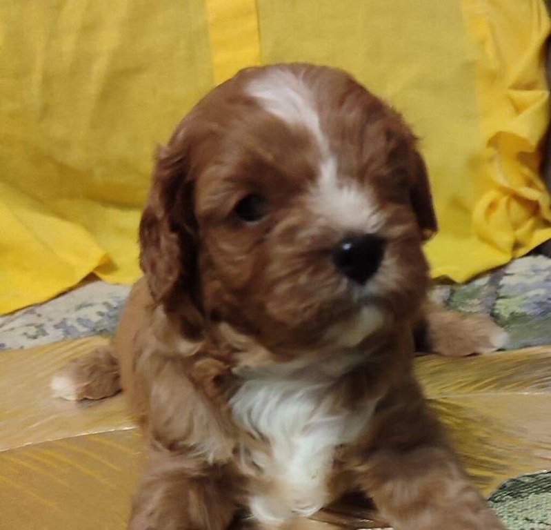 Cavapoo f1 stenci, otac toy red dark boja, majka king carls cavalier