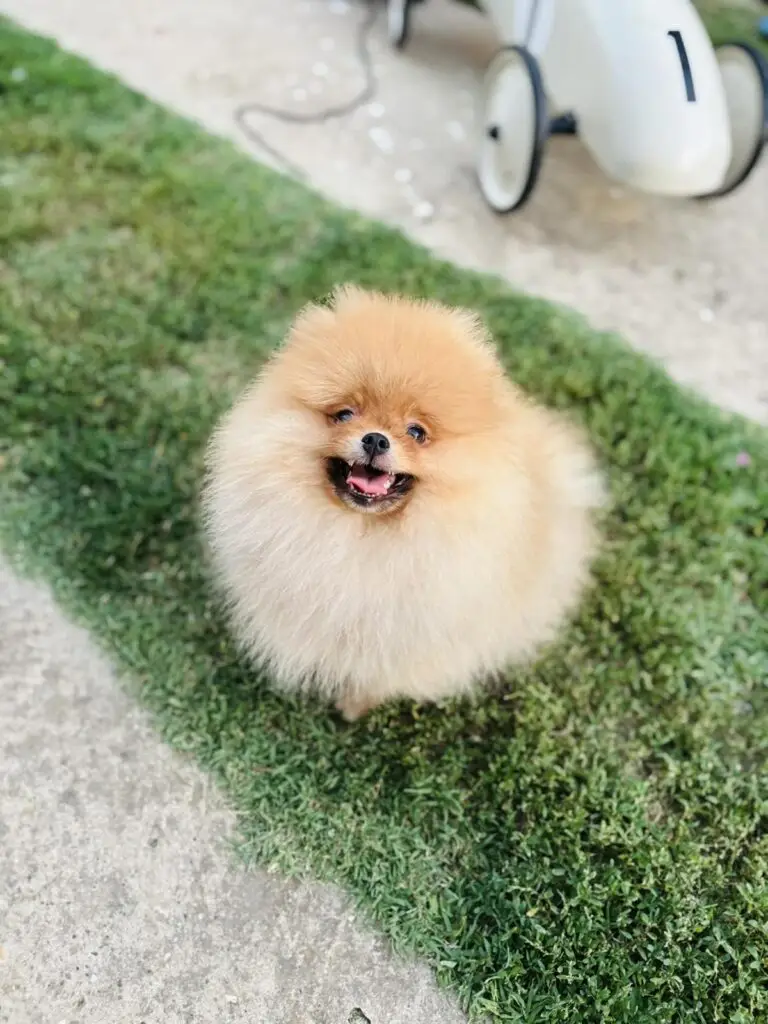 Pomeranac musko stene