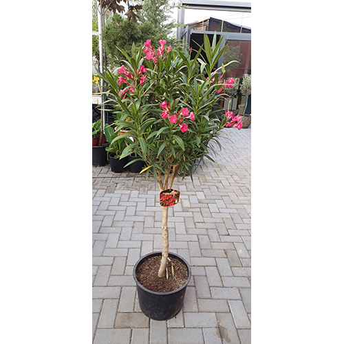 Oleander pink boje