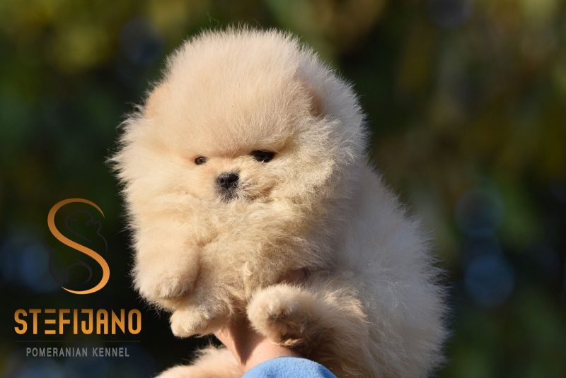 Pomeranac BOO medvedići, Pomeranski špic štenci Srbija