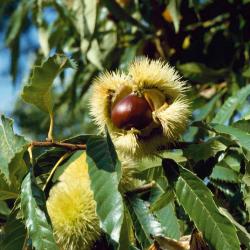 Pitomi kesten - Castanea sativa