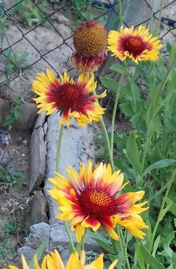 Gaillardia Aristata-sadnica