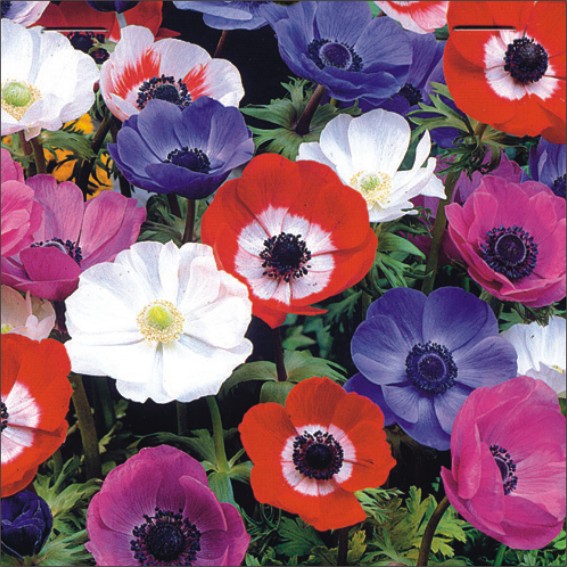 Anemone Single mix 5/1