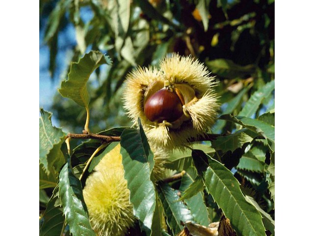 Pitomi kesten - Castanea sativa