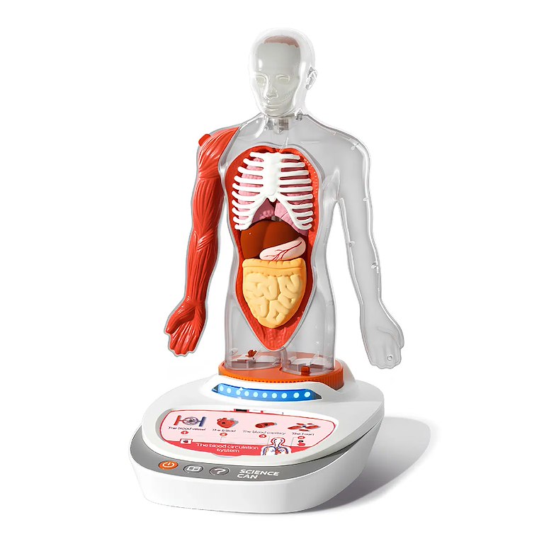 Science Can Edukativni model ljudskog tela