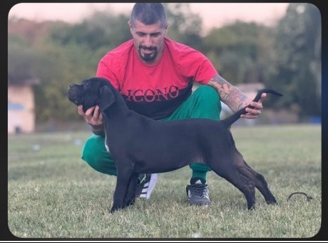 Cane Corso štenci
