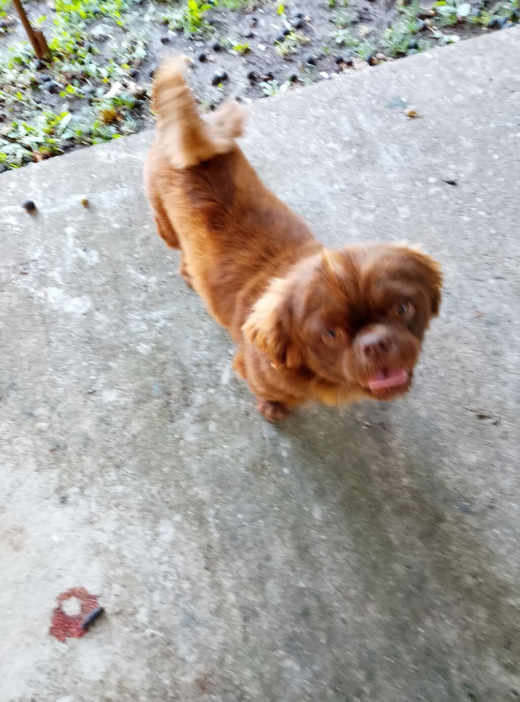 Mali pas, smeđe boje, kratke dlake i kovrdžavog, podignutog repa