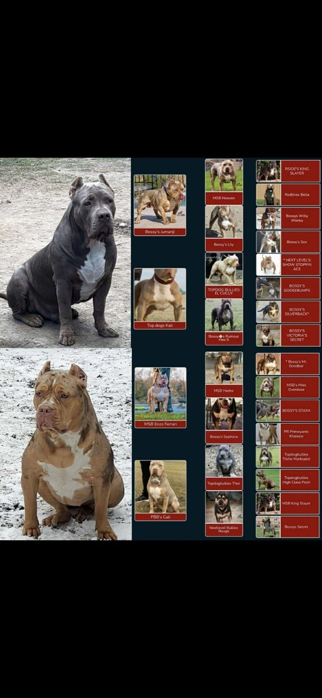 Vrhunski štenci American Bully XL dostupni za prodaju. Krvna linija