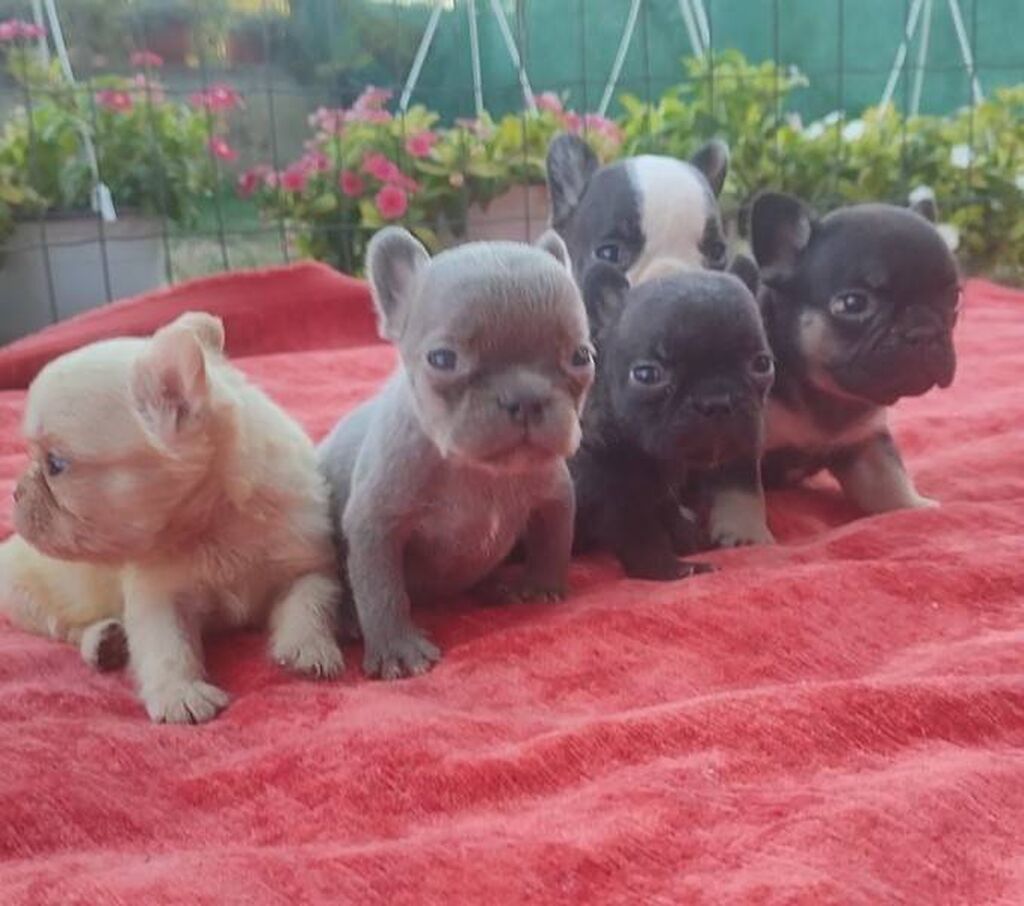 Francuski buldog štenci exotic, plavi, klasik i fluffy veseli