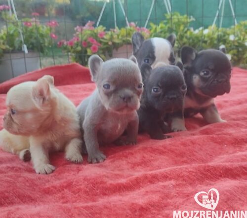 Francuski buldog štenci exotic, plavi, klasik i fluffy