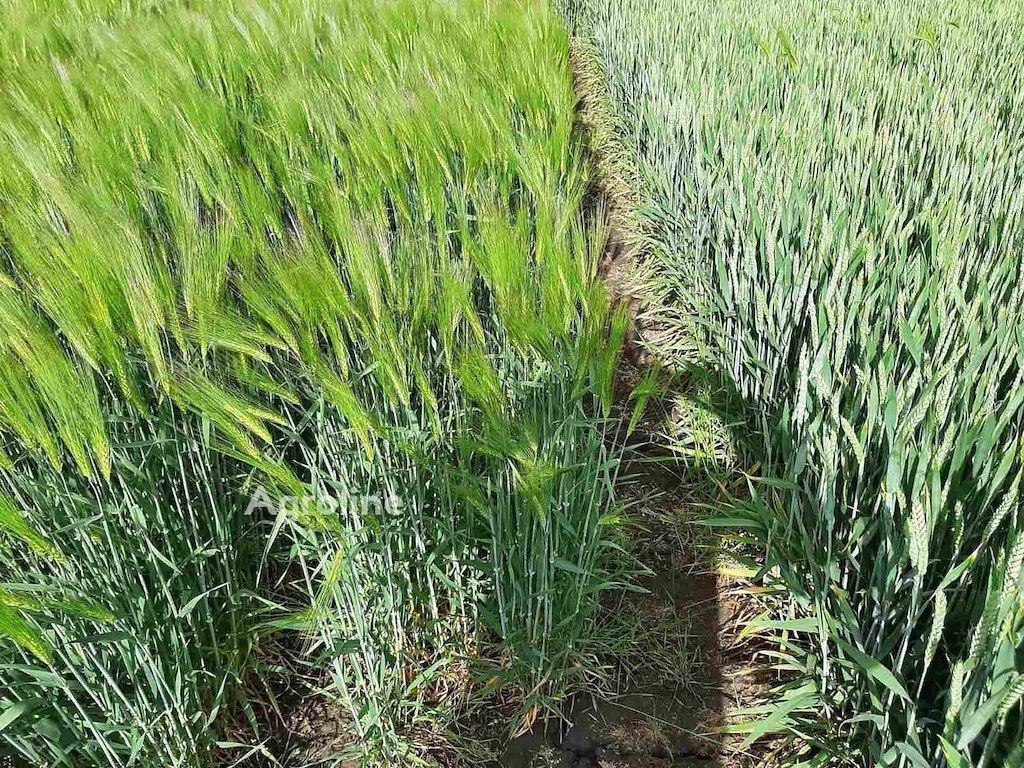 HOLTON Kanadska GMO elitna sorta dikotiledonog јechma