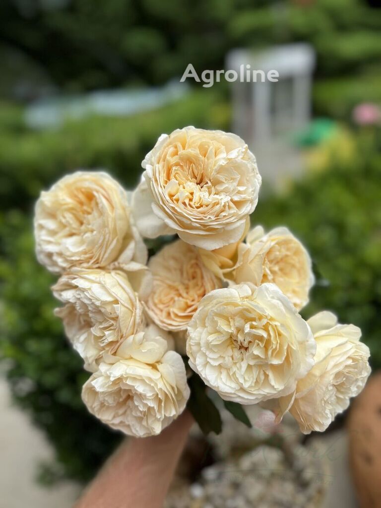 Ruzha 'Martsipan' Marzipan®