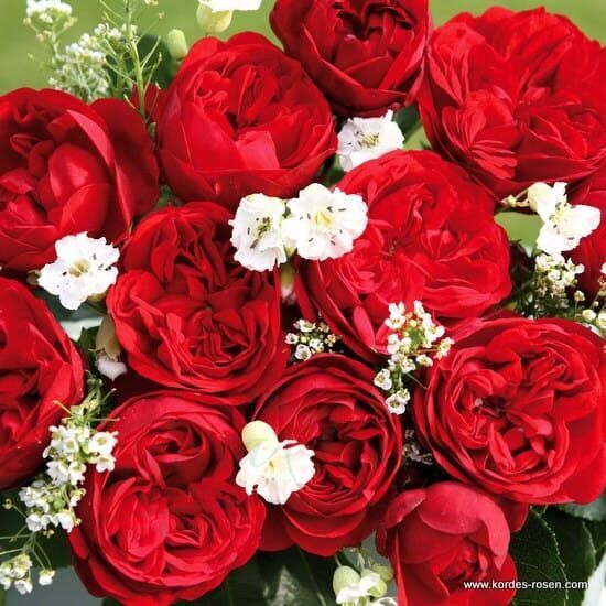 Iz Rosenheim® Rose