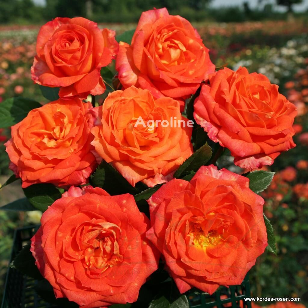 Feurio® Rose